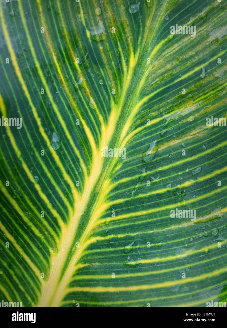 Macro of a garden plant leaf with diagonal venation Stock Photo - Alamy