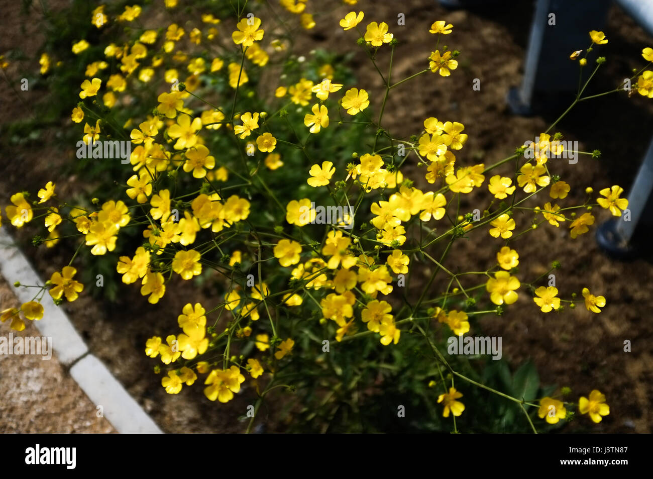 London olympic park flowers hi-res stock photography and images - Alamy