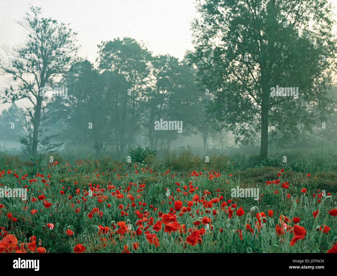 Misty Morning with Poppies in the English countryside Stock Photo - Alamy