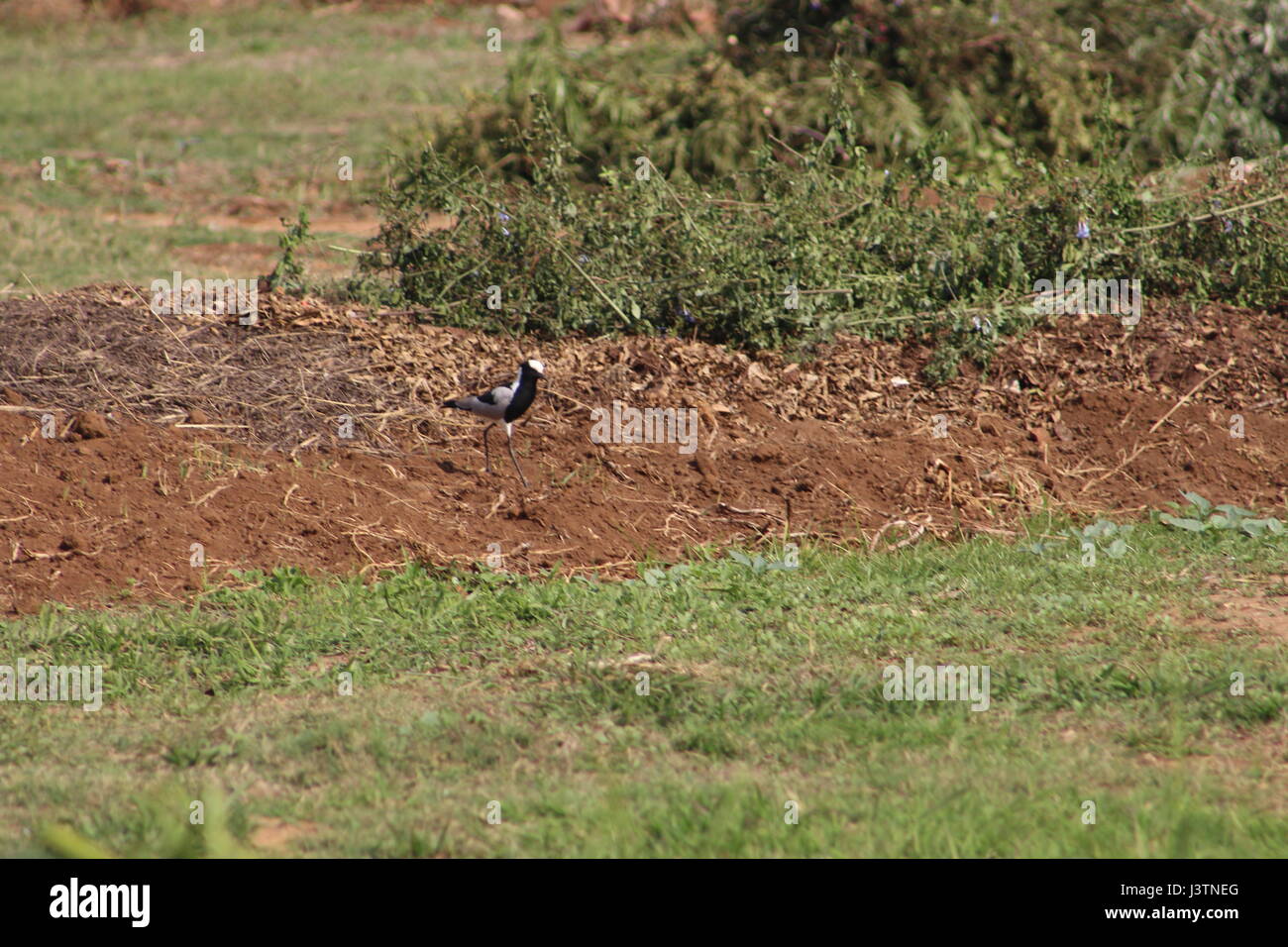 bird on farm Stock Photo - Alamy
