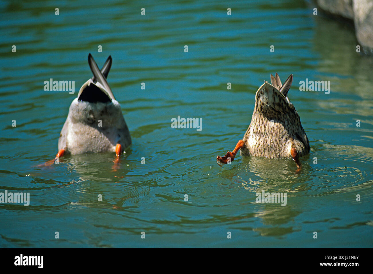 ' Bottoms up" two ducks diving for food in a farm pond Stock Photo - Alamy