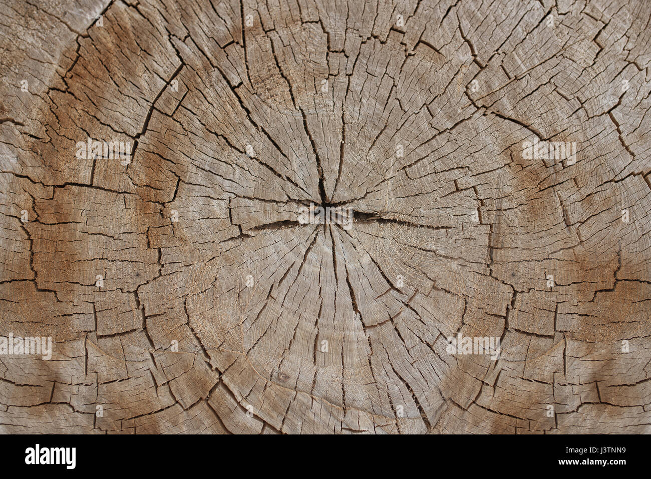stump wood texture background Stock Photo - Alamy