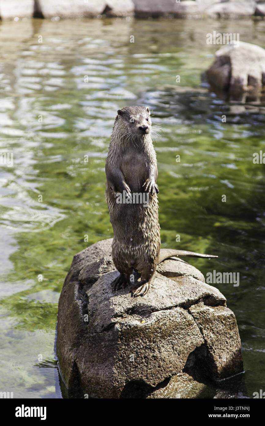 Otter in the water, detail of a wild animal, nature Stock Photo - Alamy