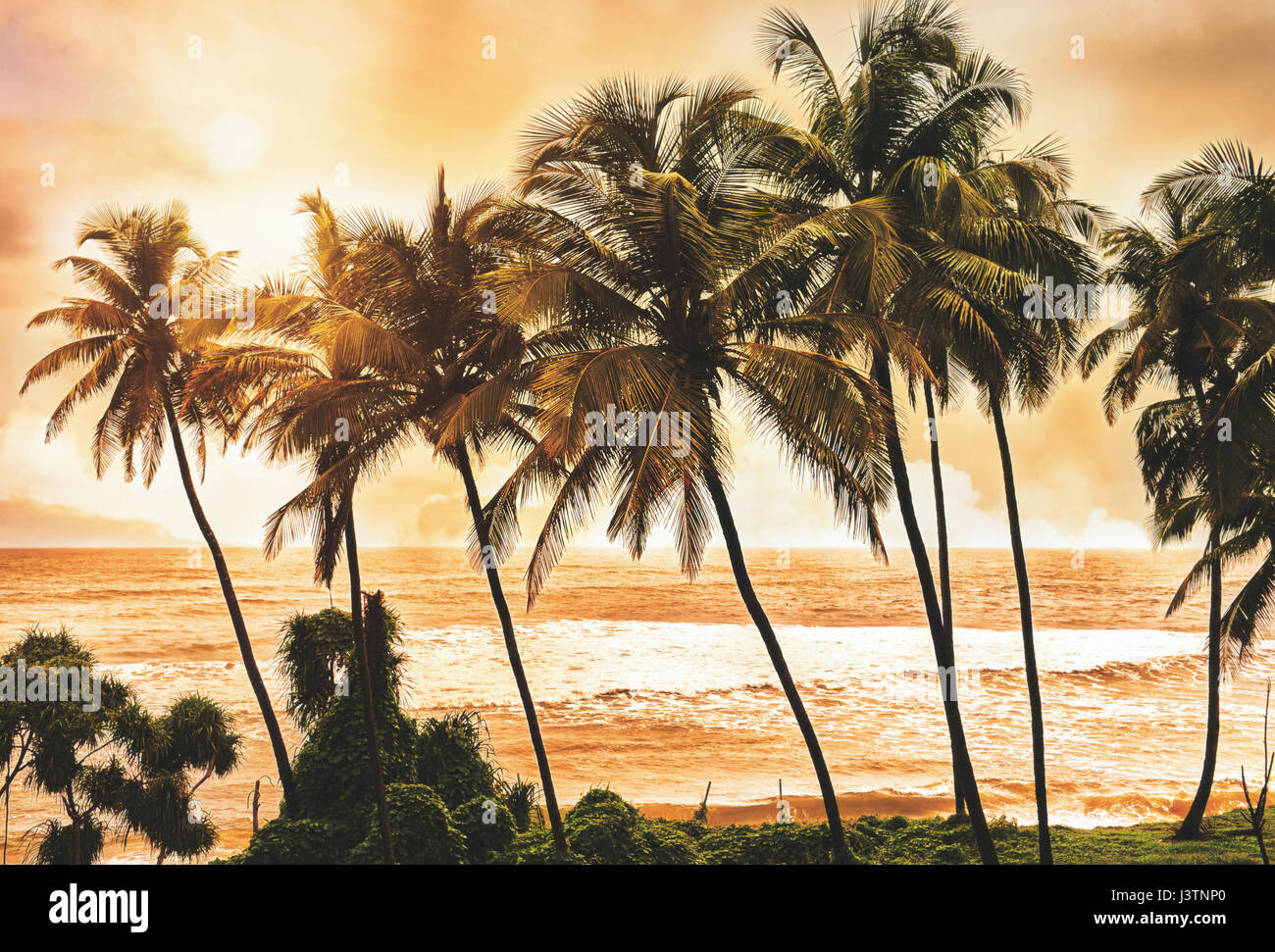 Palm trees at sunset light. Goa. India vintage style photo. Instagram ...