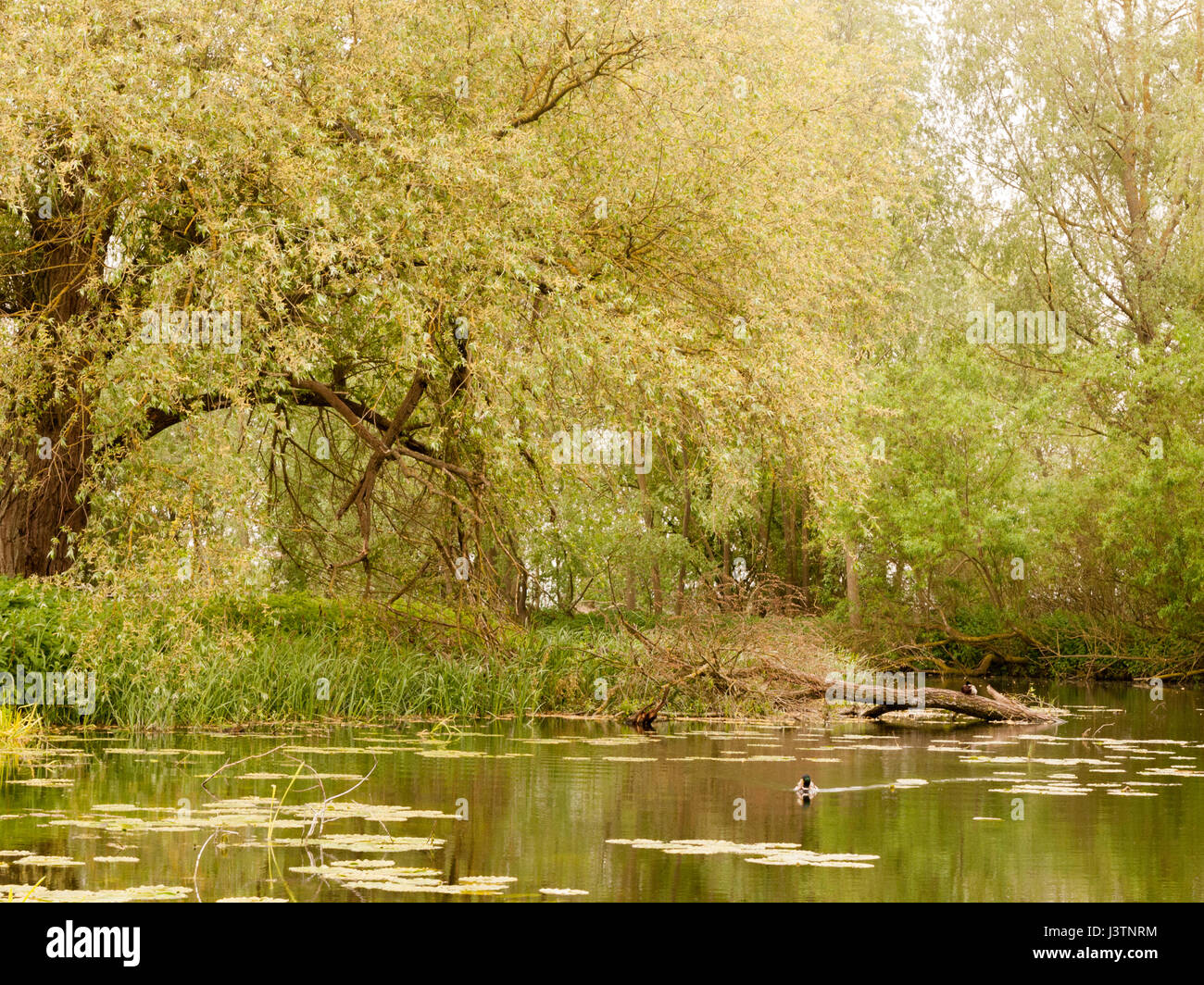 a lovely countryside park river stream scene with ducks Stock Photo - Alamy