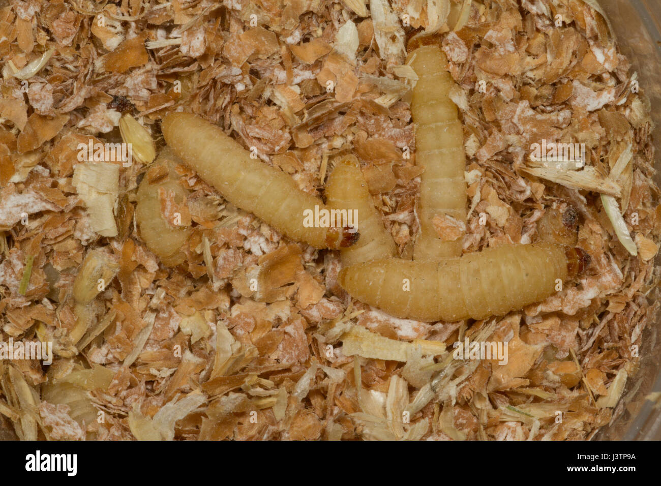 Wax worms hi-res stock photography and images - Alamy