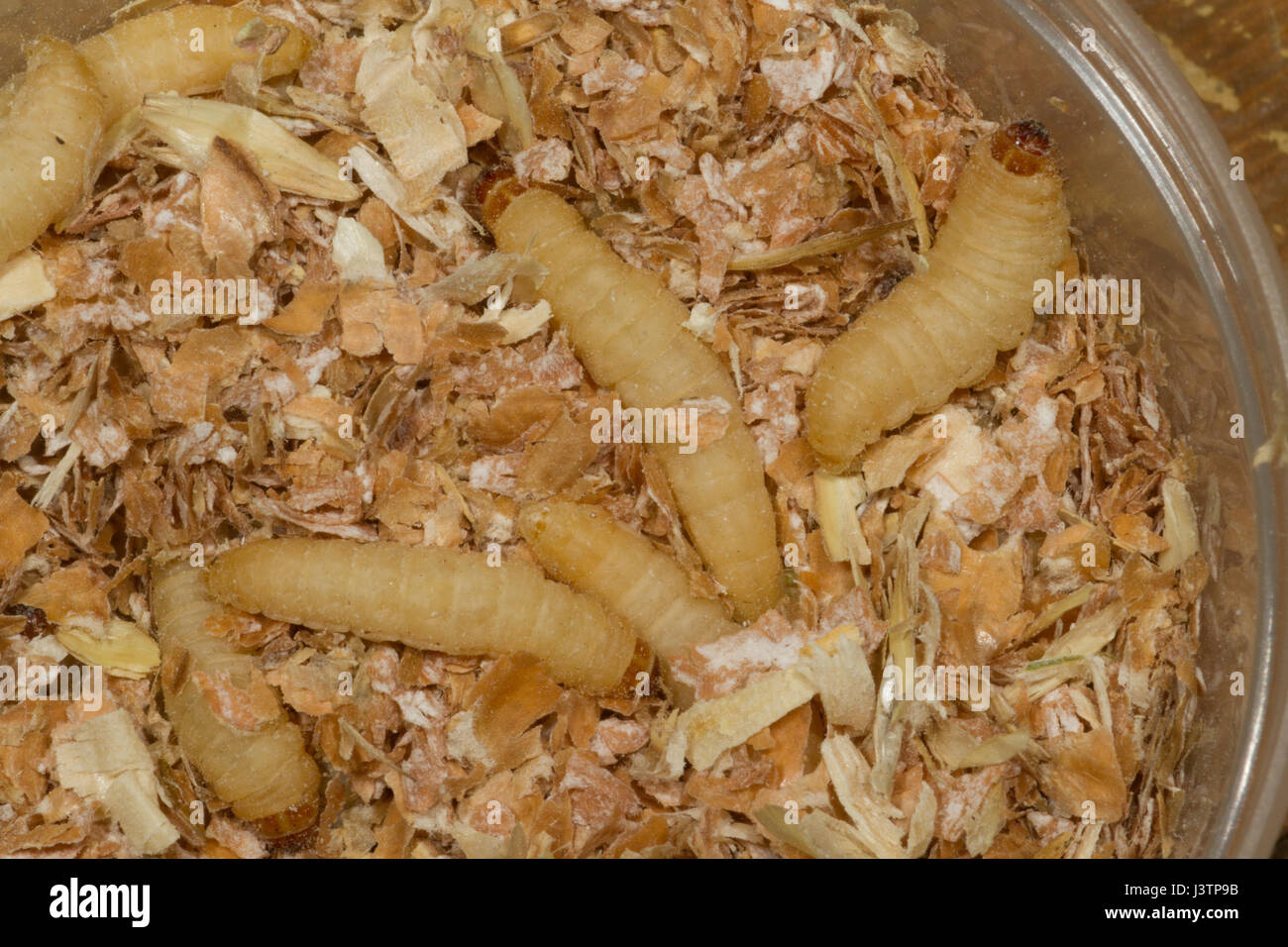 Insect wax hi-res stock photography and images - Alamy