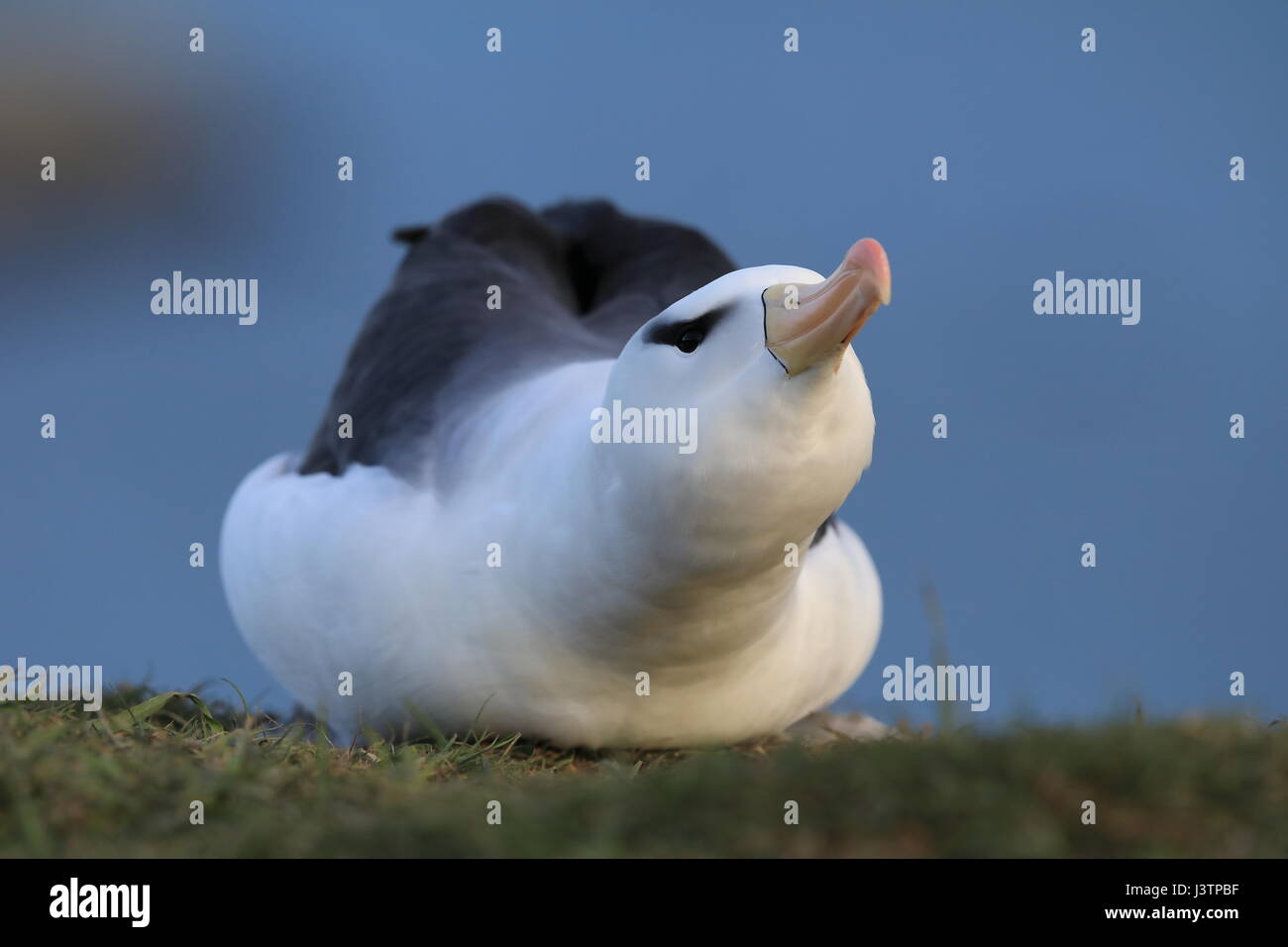 Black-browed Albatros ( Thalassarche melanophris ) or Mollymawk ...