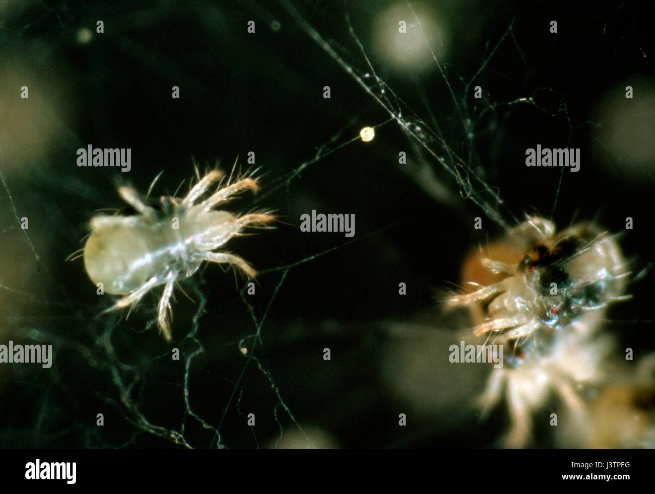Adult two-spotted spider mites (tetranychus urticae) walking across ...
