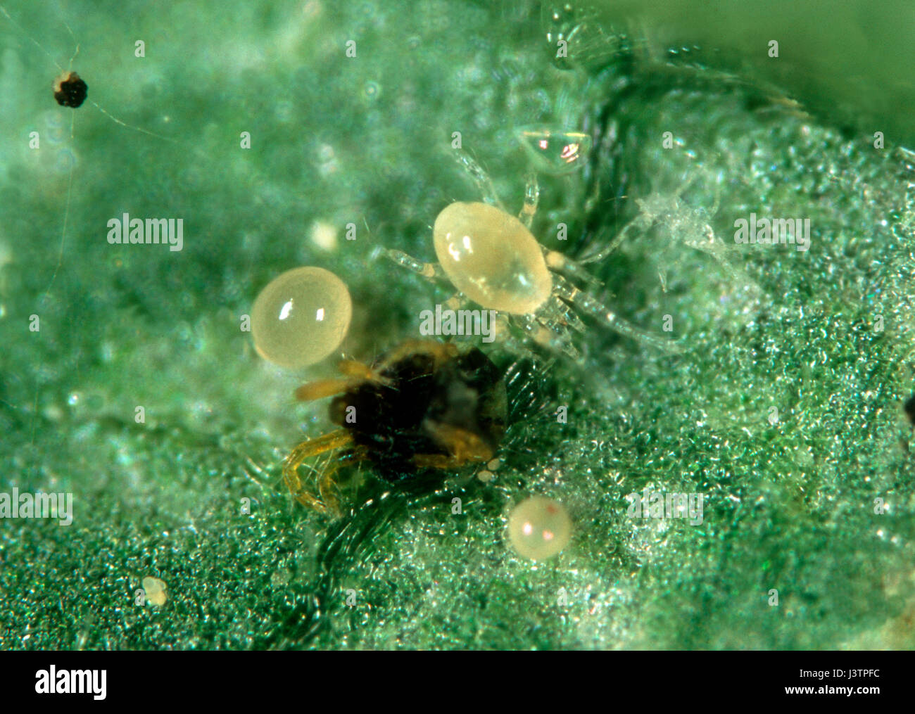 Predatory mite (Typhlodromus pyri) attacking two-spotted spider mite ...