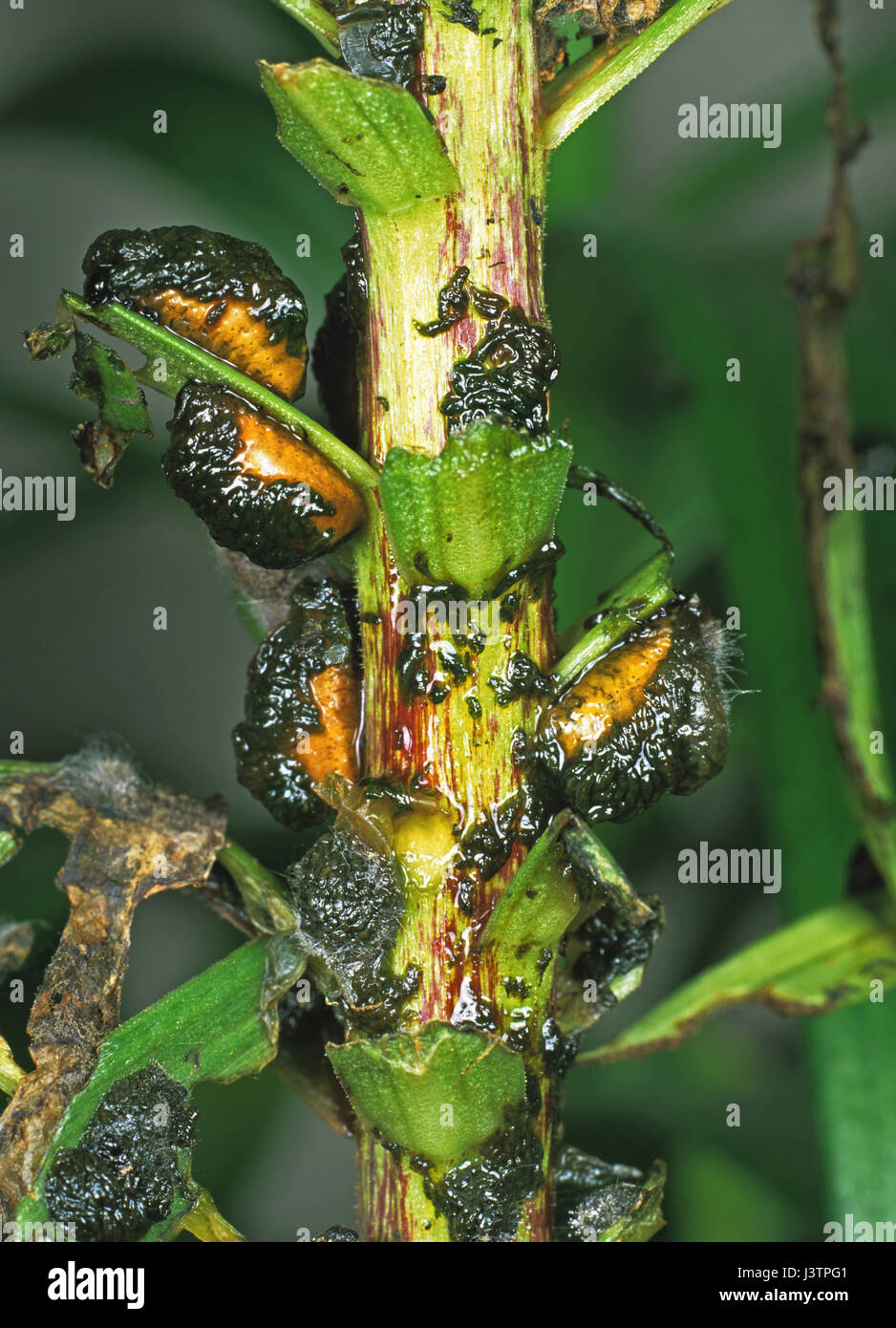 Orange grubs hi-res stock photography and images - Alamy