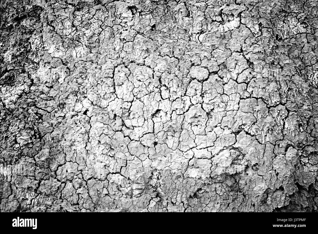 Dry land in a field, detail of a drought, climate damage, catastrophe ...