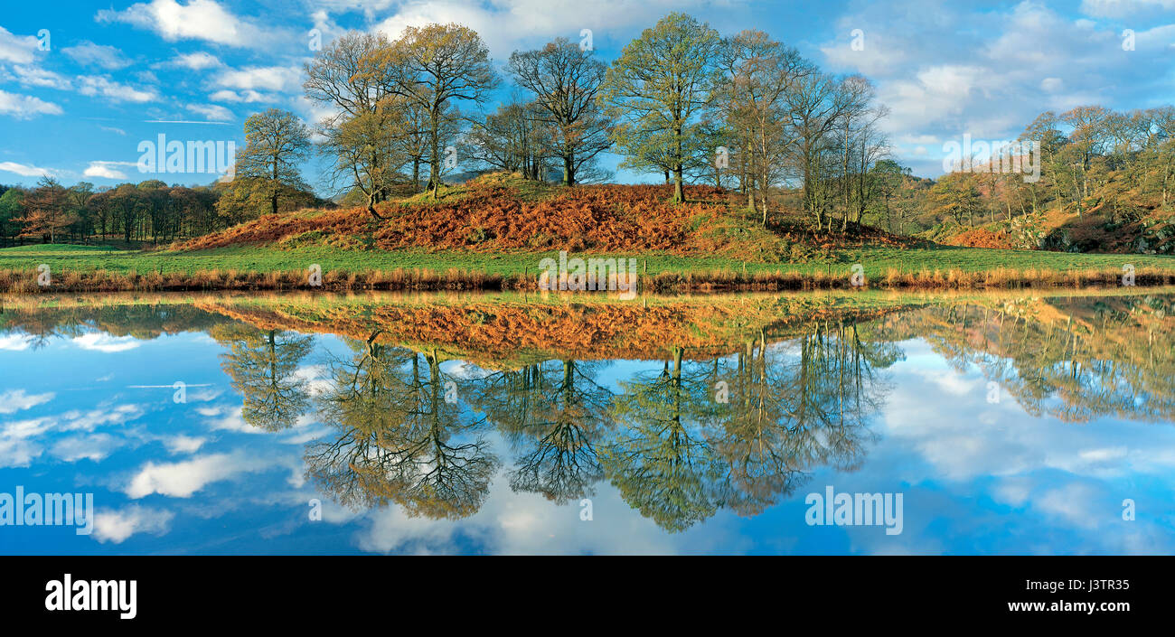 An iconic reflected view of trees in Elterwater in the morning of a ...