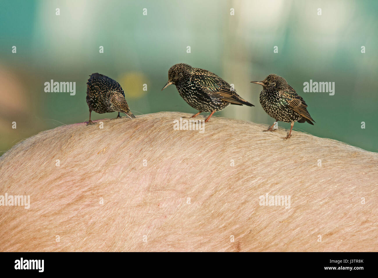 Tick bird on back hi-res stock photography and images - Alamy