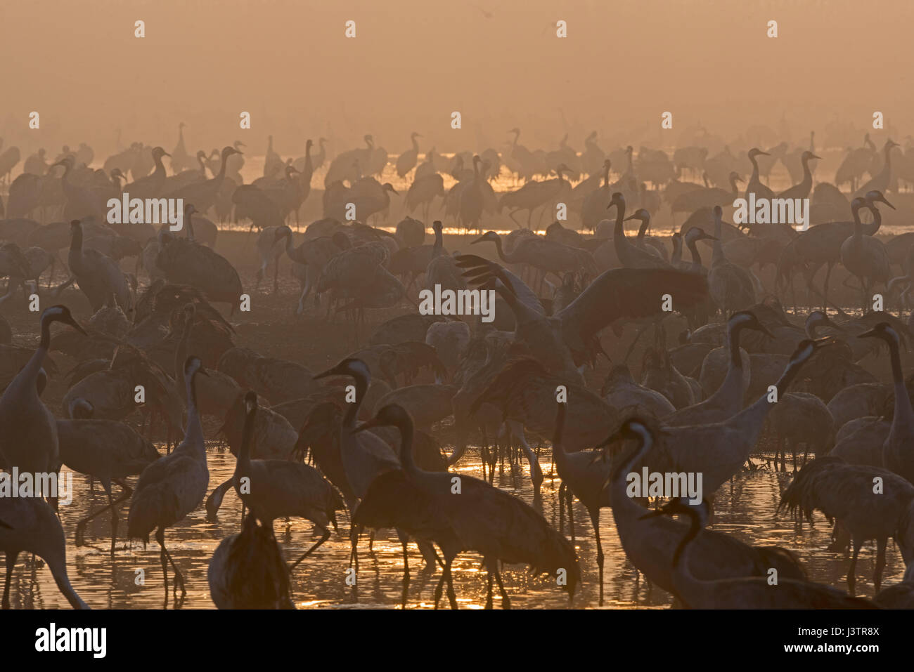 Israel hula huleh reserve hi-res stock photography and images - Alamy