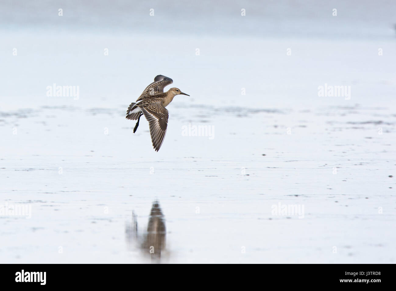 Ruff Philomachus pugnax juvenile in autumn Titchwell Norfolk Stock ...
