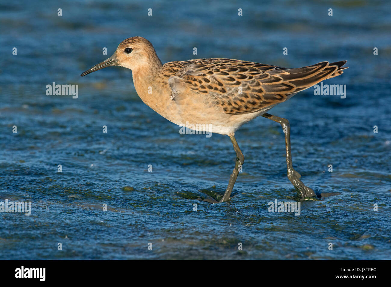 Ruff hi-res stock photography and images - Alamy