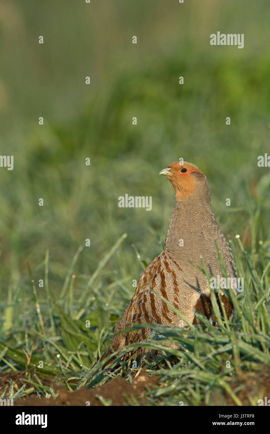 Grey Partridge Perdix perdix male North Norfolk spring Stock Photo - Alamy