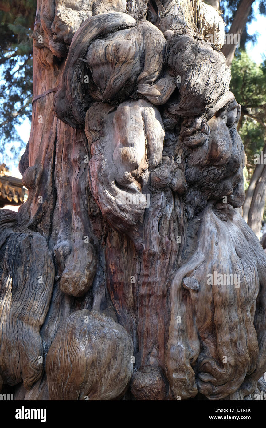 Ancient, gnawed tree trunk in the imperial garden in Forbidden City ...