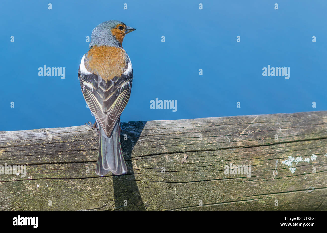 Chafinch hi-res stock photography and images - Alamy