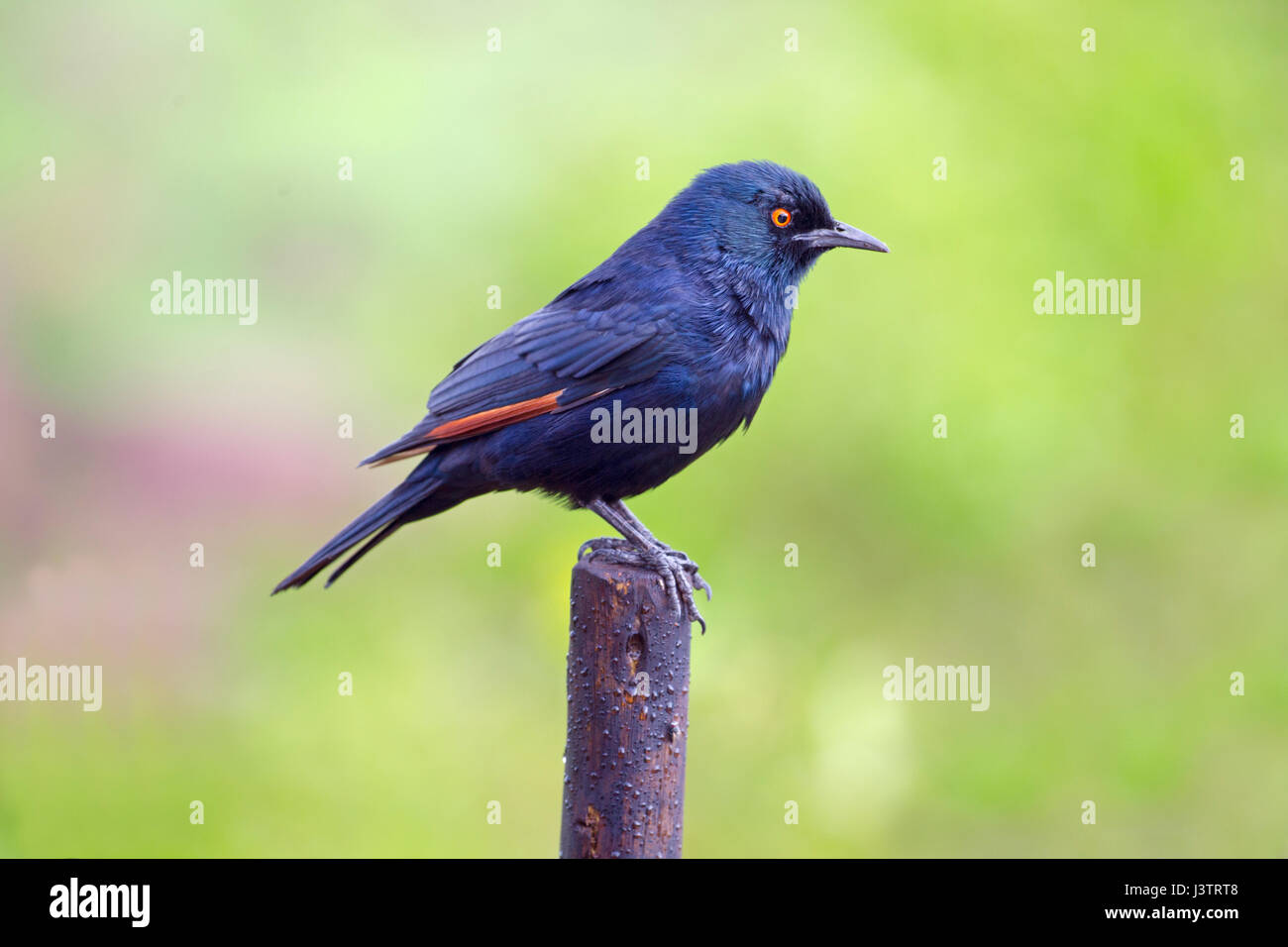Red-winged starling Onychognathus morio Stock Photo - Alamy
