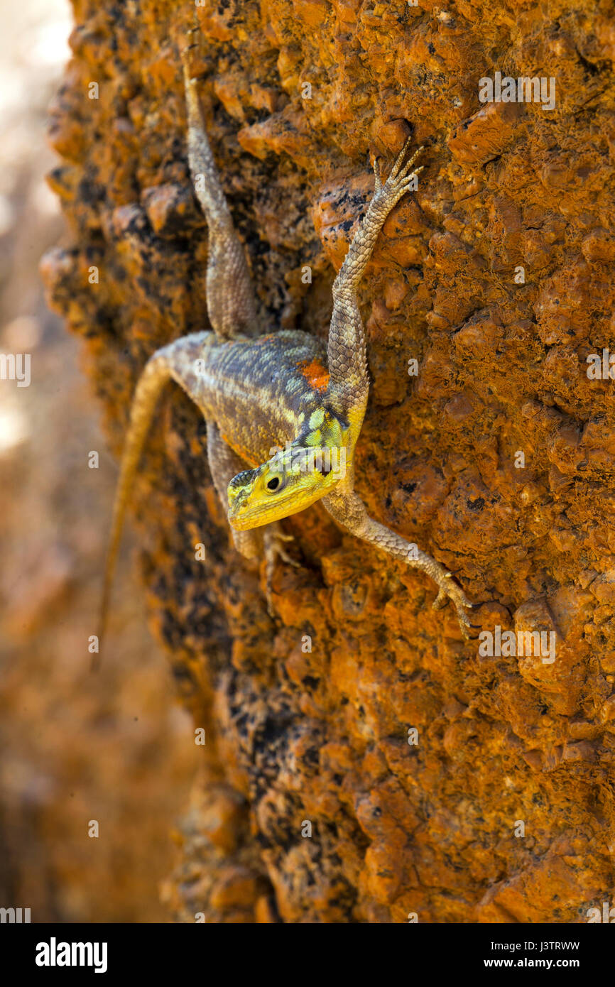 Agama agama female hi-res stock photography and images - Alamy