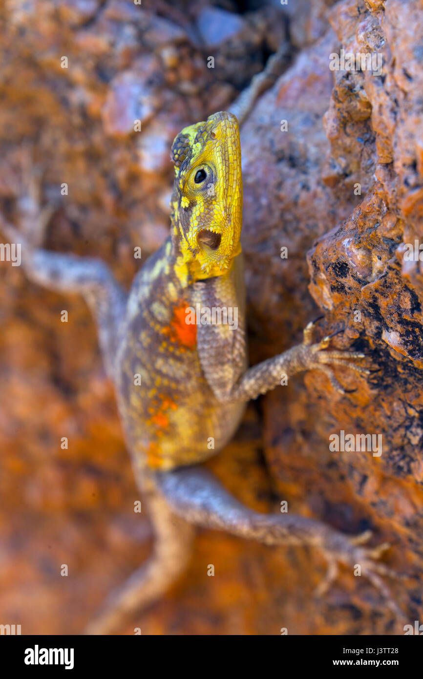 Female Namibian Rock Agama Lizard Agama planiceps sunbathing Namibia ...