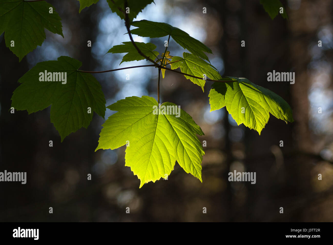 sunlit spring leaves Stock Photo - Alamy