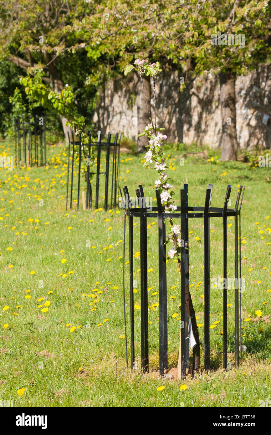 new tree planted with protective fence Stock Photo - Alamy