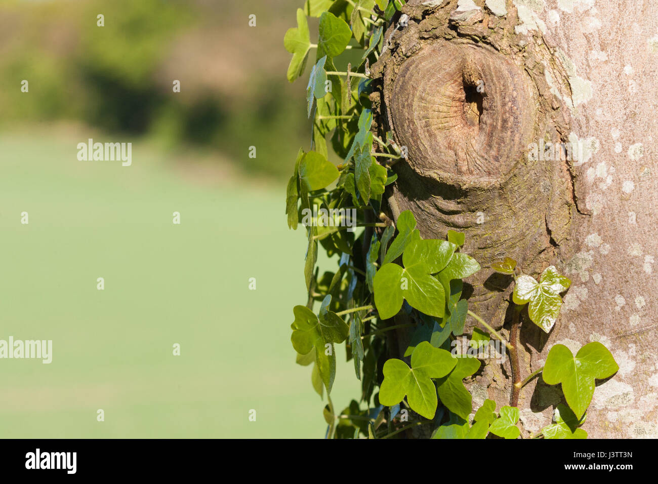 Ivy on the bark hi-res stock photography and images - Alamy