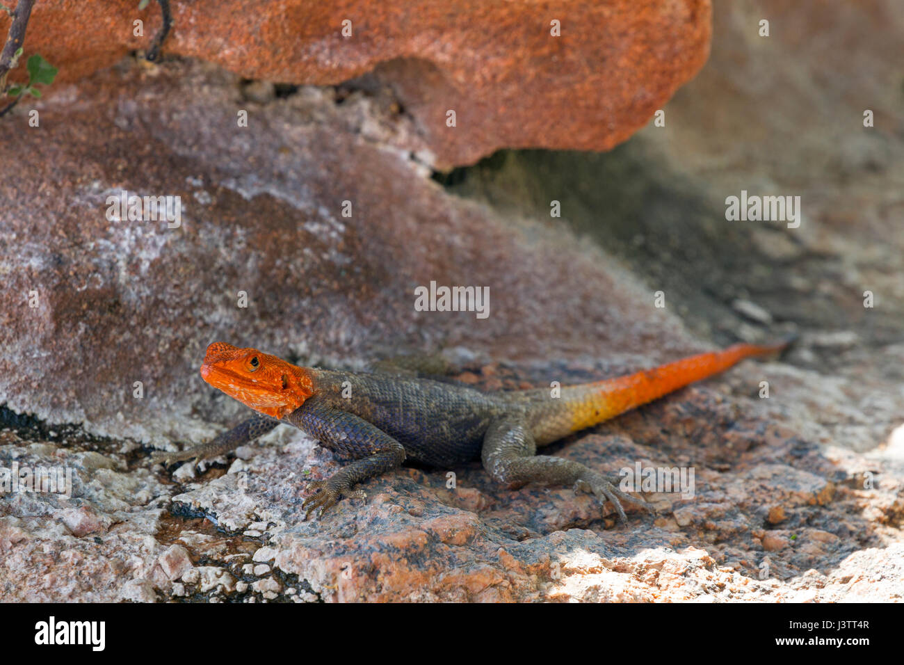 male Namibian Rock Agama Lizard Agama planiceps sunbathing Namibia ...