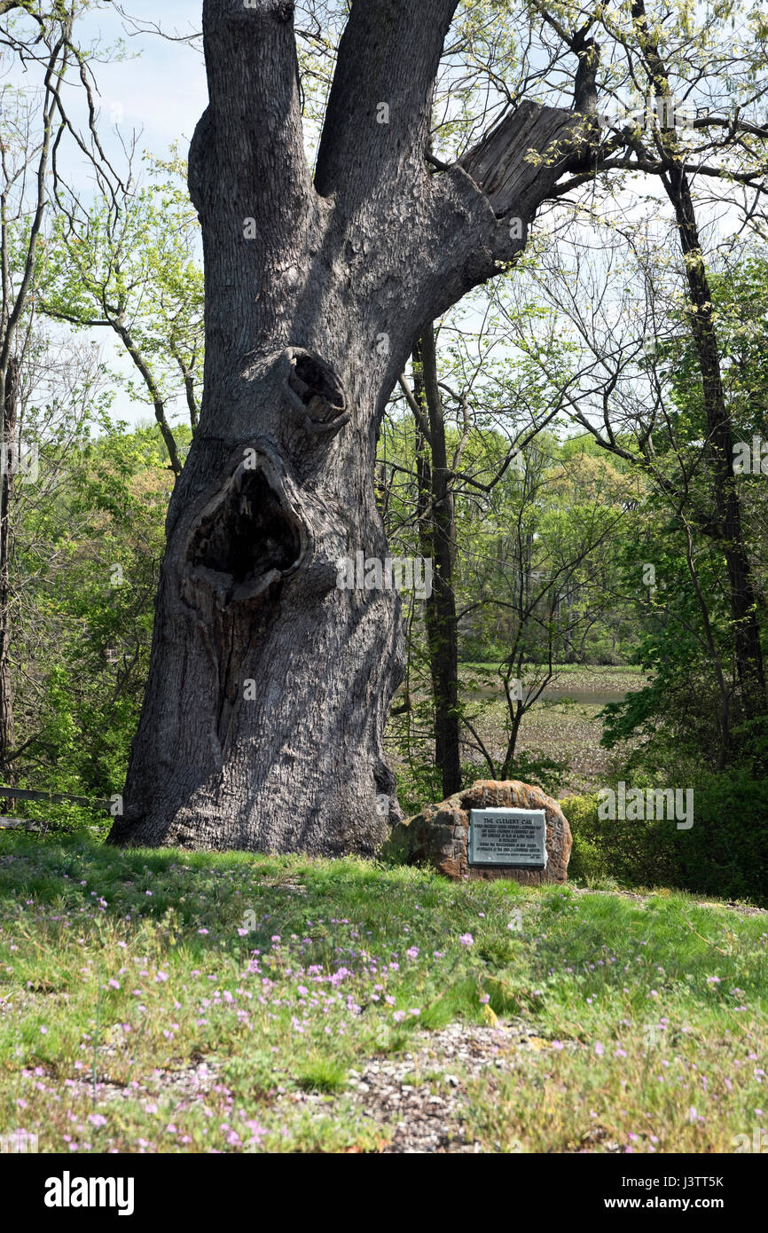 Plaque oak tree hi-res stock photography and images - Alamy