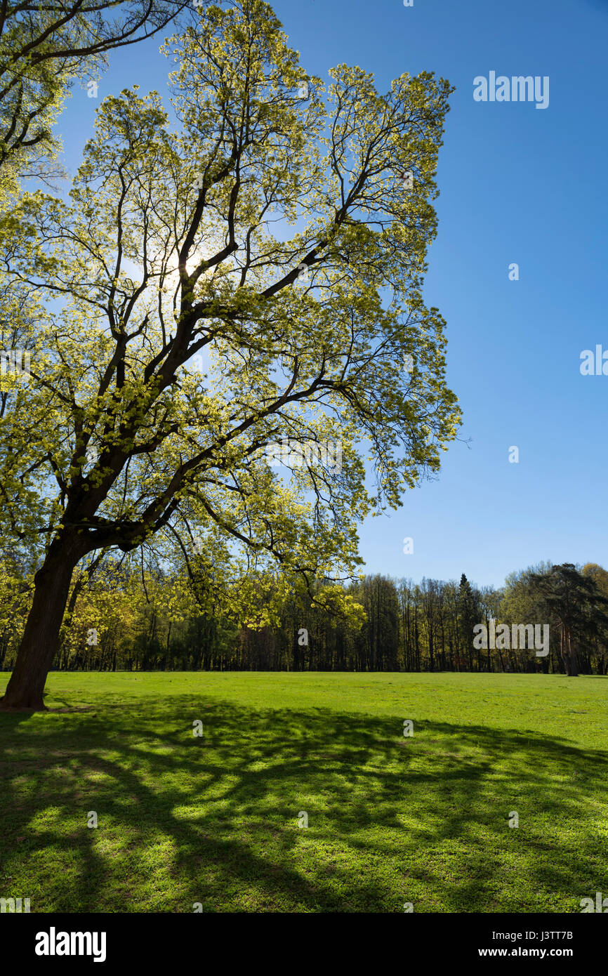 Magic tree hi-res stock photography and images - Alamy