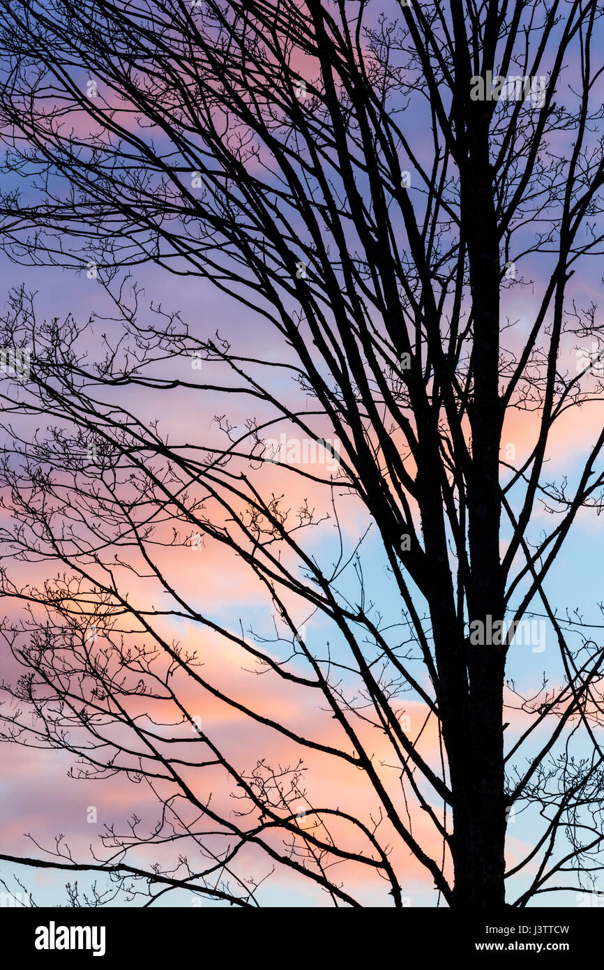Silhouette trees, black trees, Backlight, Sunset, Weng, Styria, Austria ...