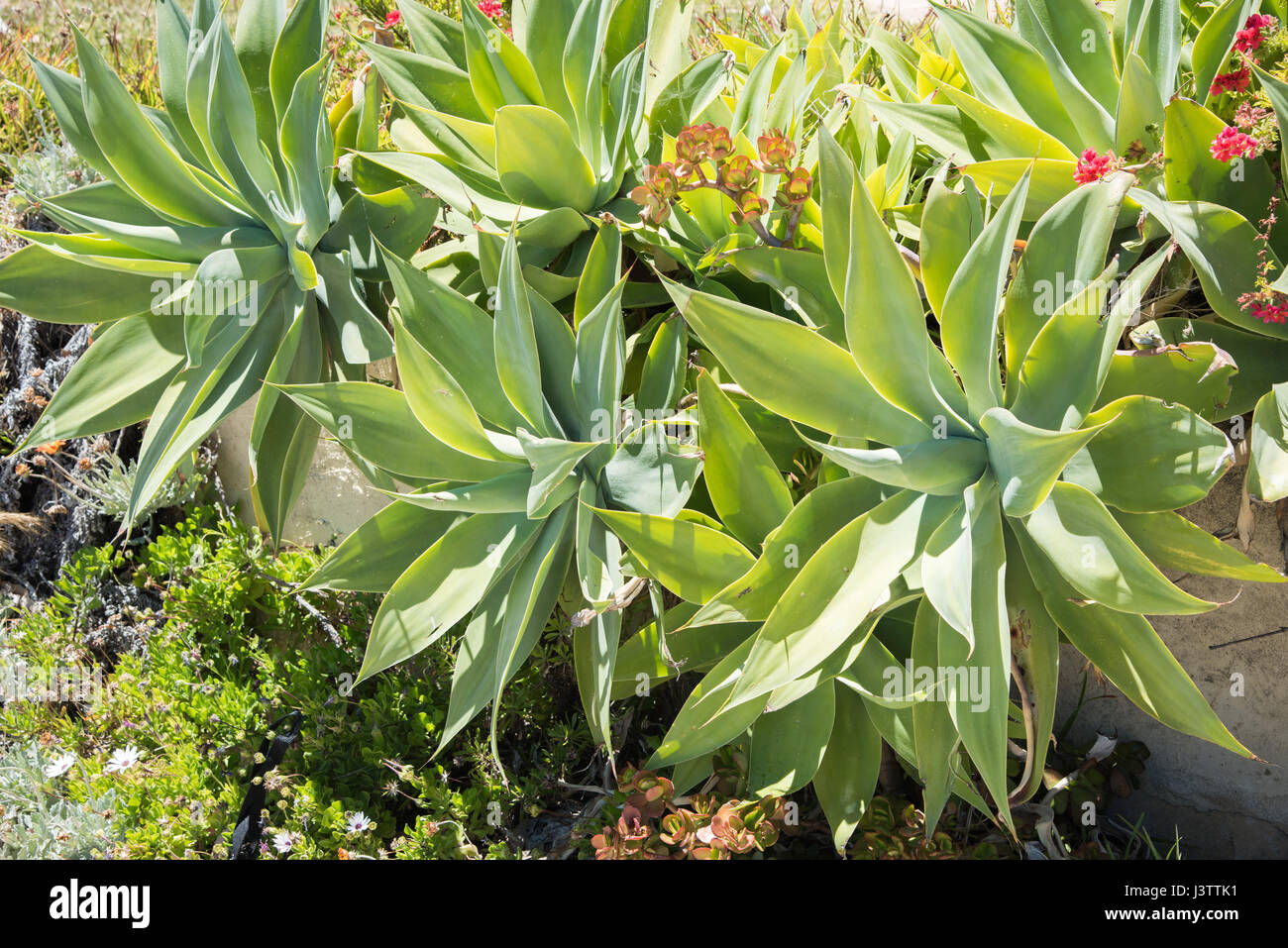 Large green rosettes of the agave plant with sunlight on the large ...