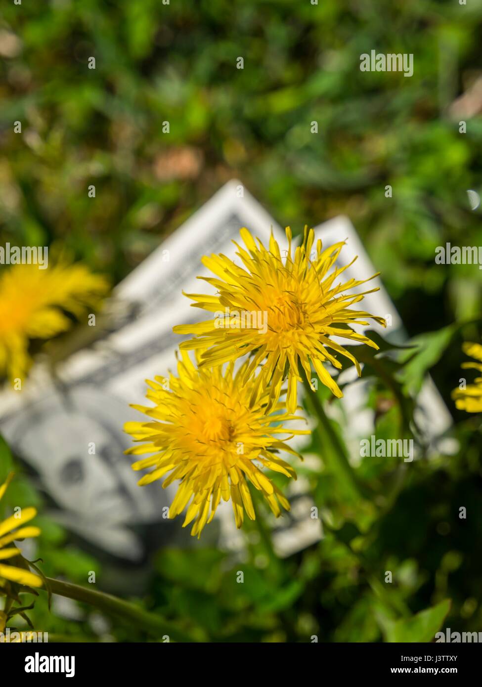 Money dollars in nature behind Yellow flowers value valued Stock Photo ...