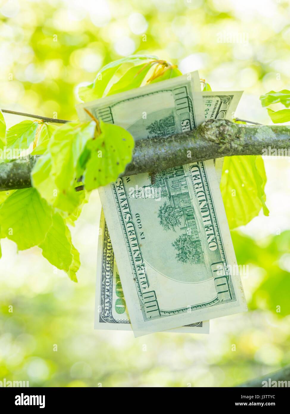 Money plant photographs hi-res stock photography and images - Alamy