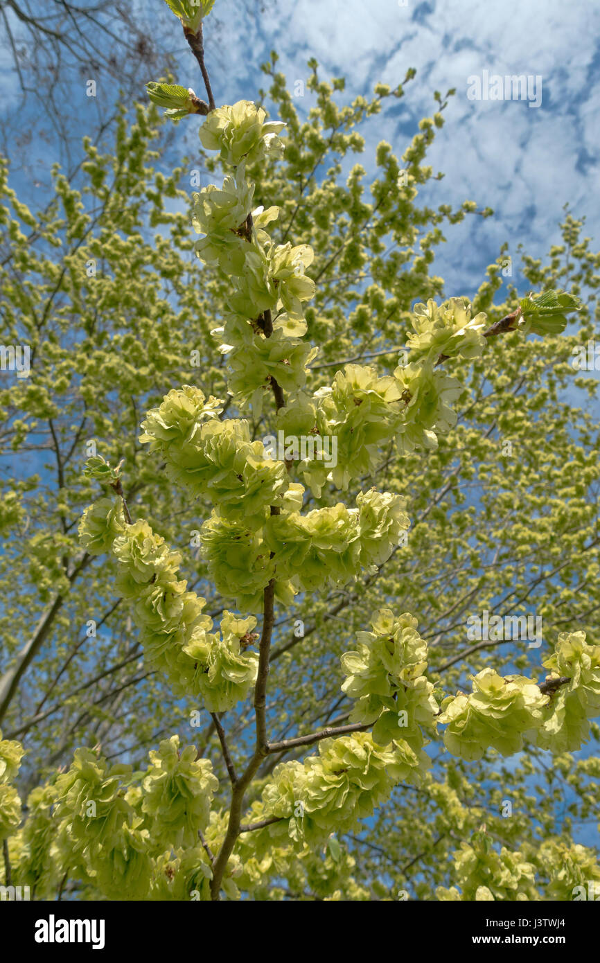 Elm tree branches and twigs in spring with loads of fresh edible elm ...