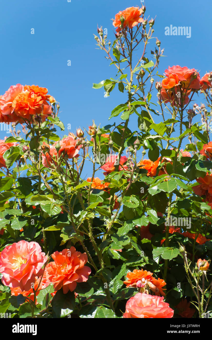 Climbing Roses - "Above All Stock Photo - Alamy