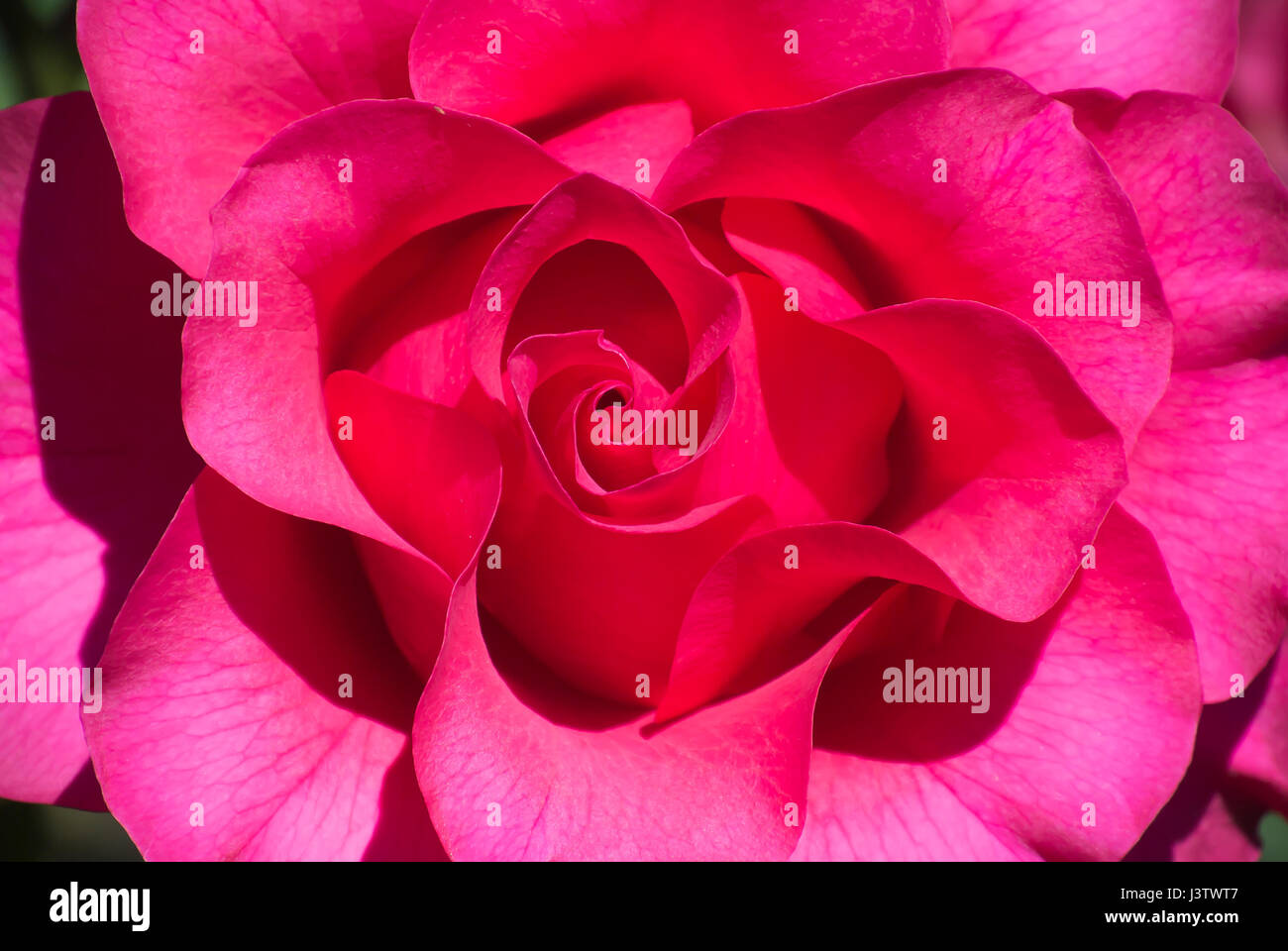 Single Pink Rose - "Fame Stock Photo - Alamy