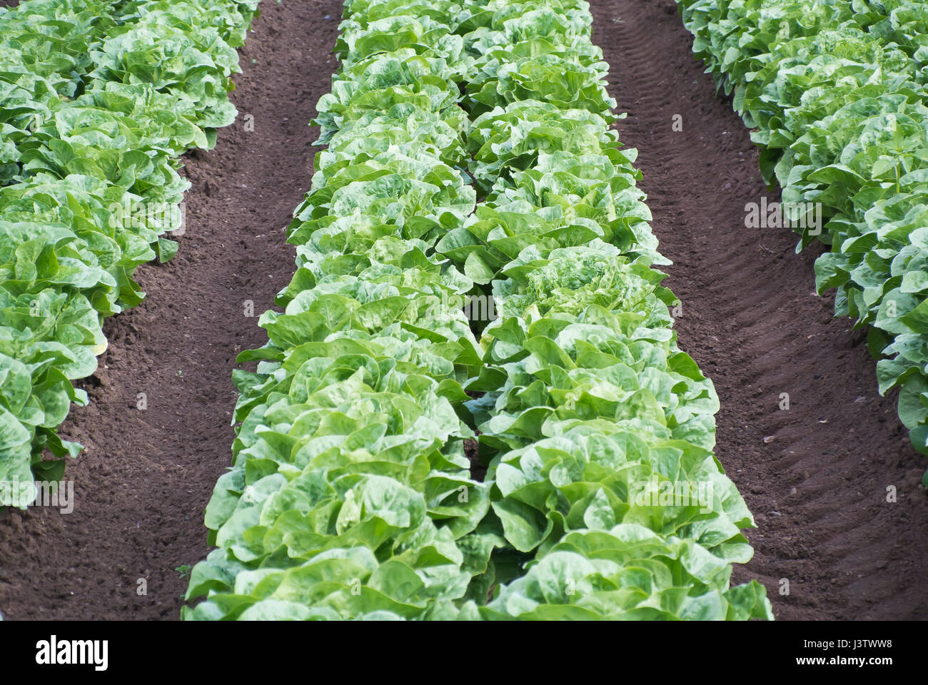 Lettuce Growing in Field Stock Photo - Alamy