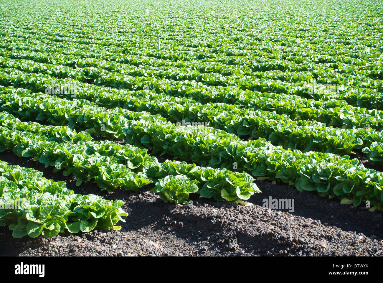 Lettuce Growing in Field Stock Photo - Alamy