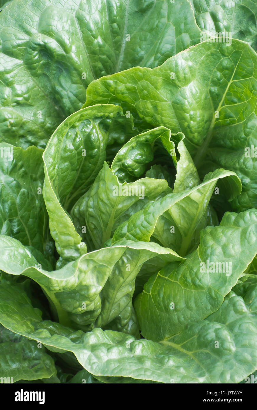 Close-Up Head of Lettuce Growing in Field Stock Photo - Alamy