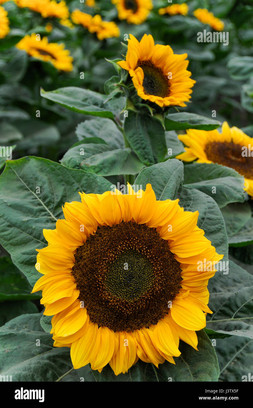 Patterns in sunflowers hi-res stock photography and images - Alamy