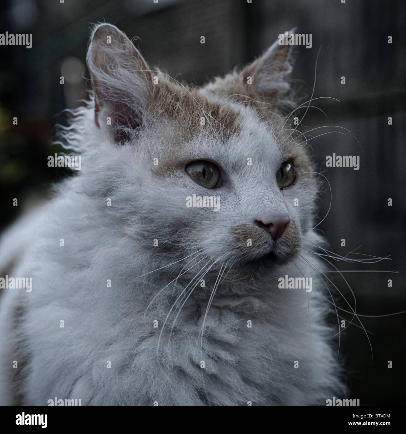 Lolek hi-res stock photography and images - Alamy