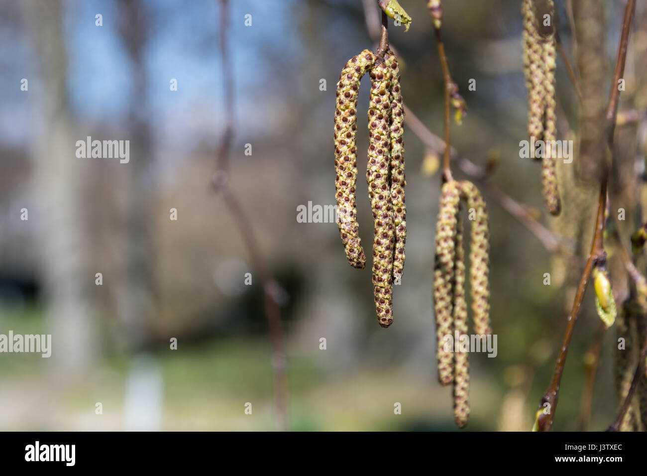 Birch tree catkins closeup at a blurred background with copyspace Stock ...