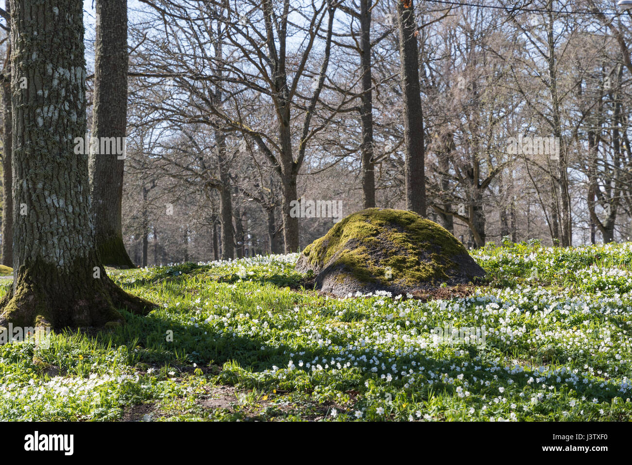 Beautiful spring forest with blossom windflowers Stock Photo - Alamy