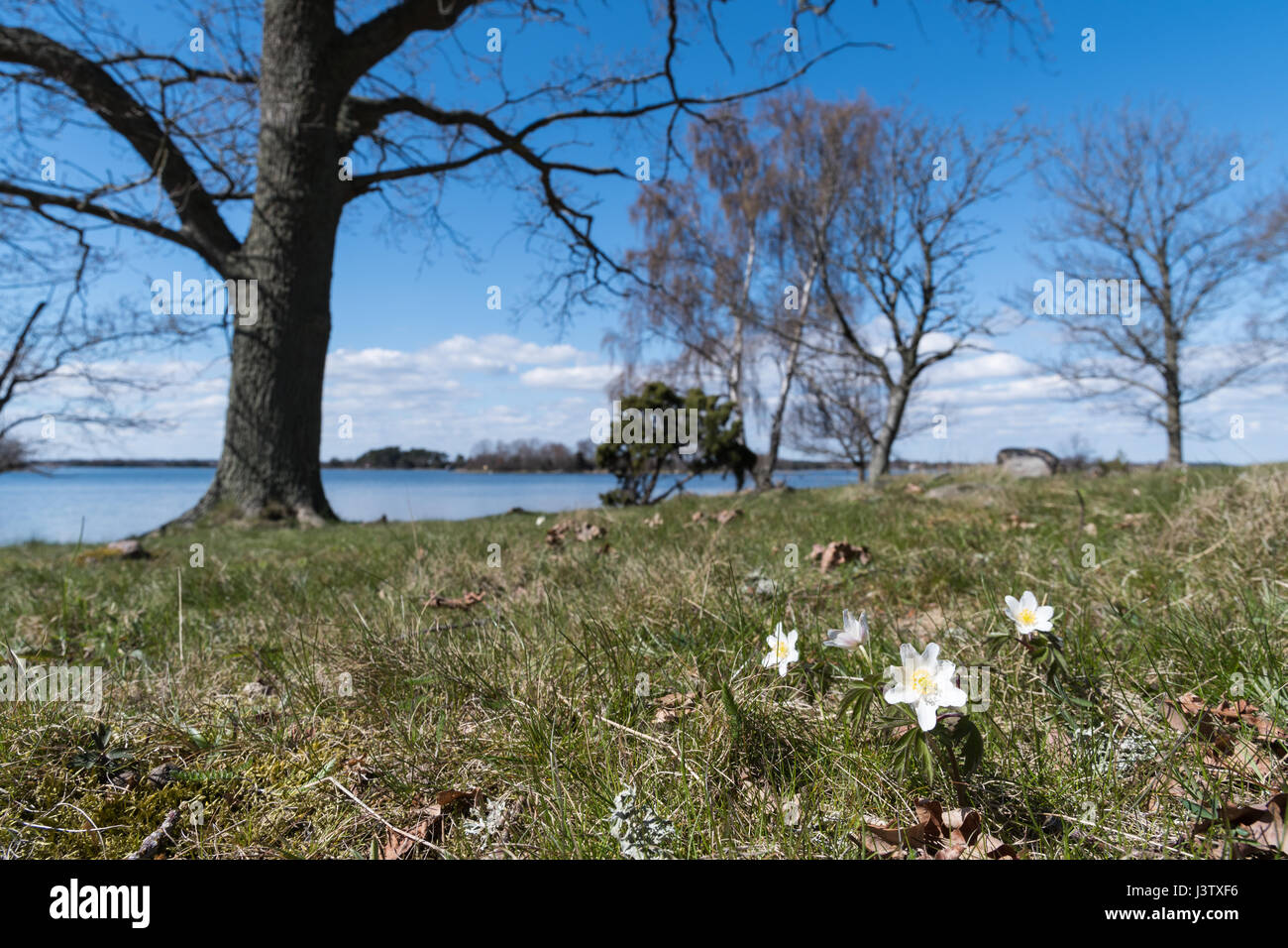 Closeup of windflowers in a coastal forest Stock Photo - Alamy