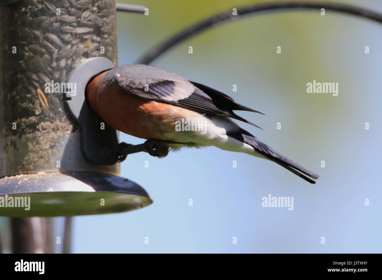Headless Bird High Resolution Stock Photography and Images - Alamy