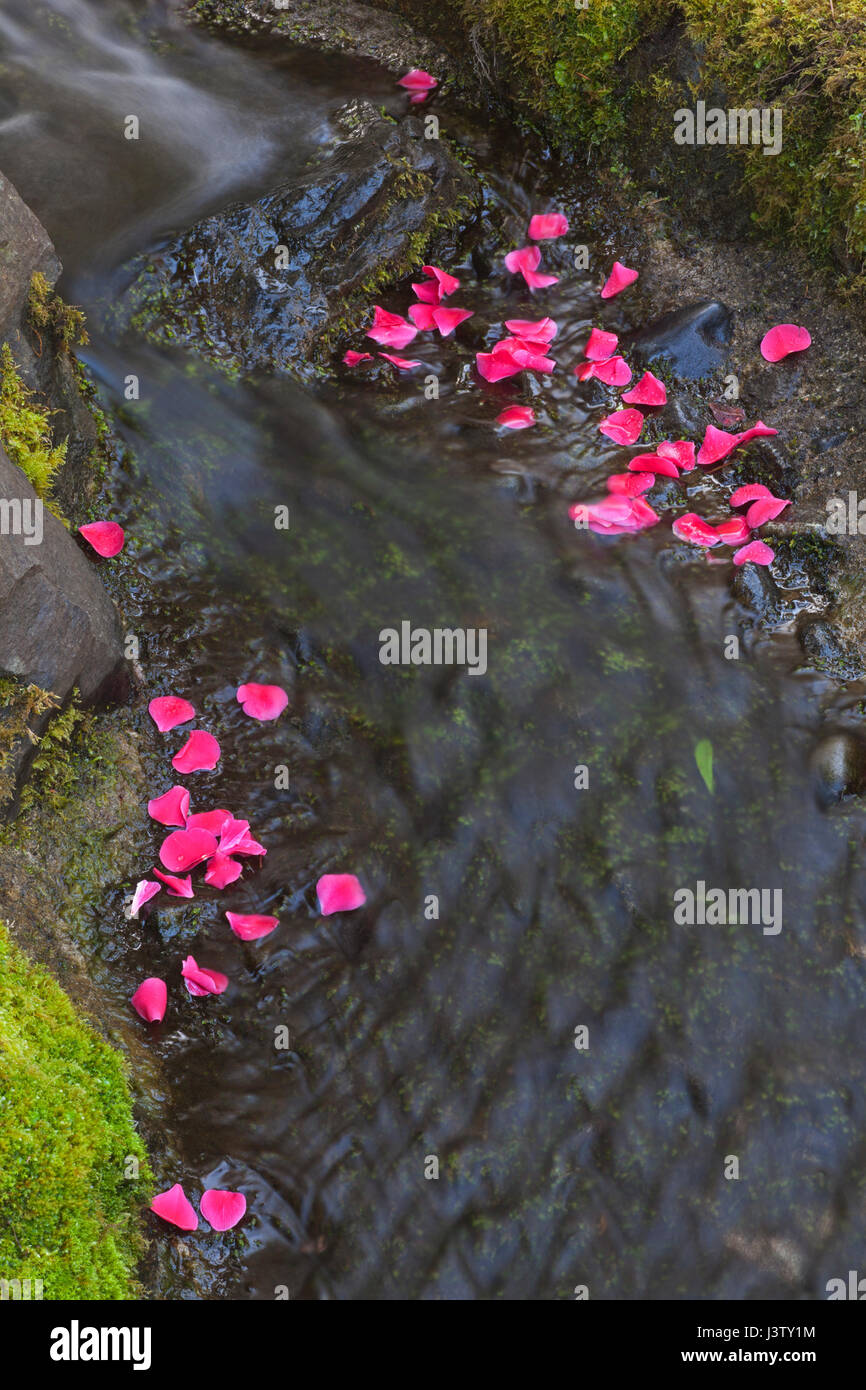 Fallen flower petals in a stream at the Butchart Gardens Stock Photo ...